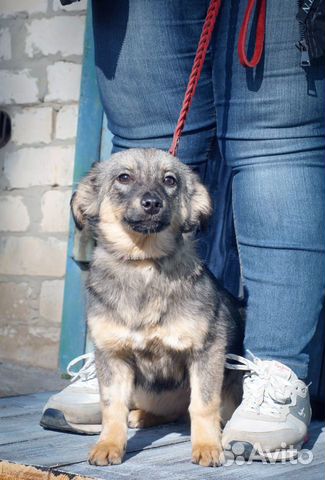 Ищет дом щенок мелкой Собачки Герда