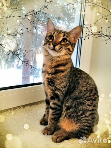 Кошка Рыся в добрые руки