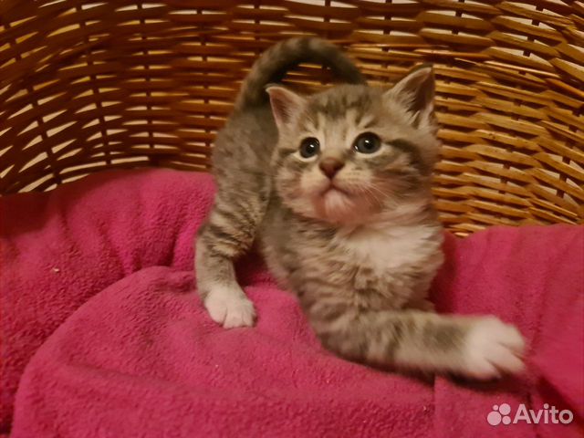 Котенок, 1 месяц, Мартин