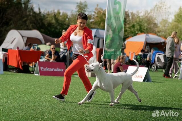 Аргентинский дог