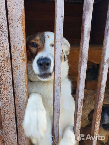 Собака из приюта ищет дом