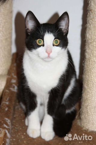 Юный котик в Добрые руки