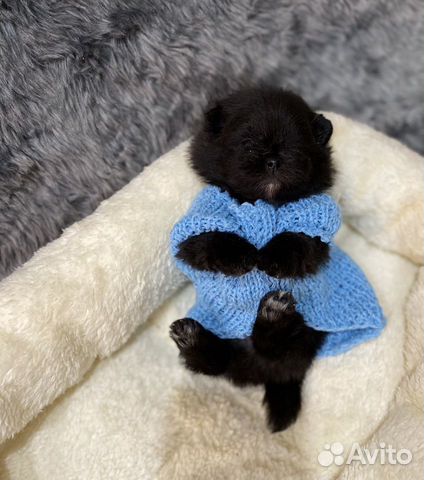 Мальчик цвергшпиц