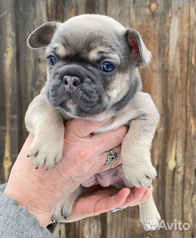 Французский бульдог
