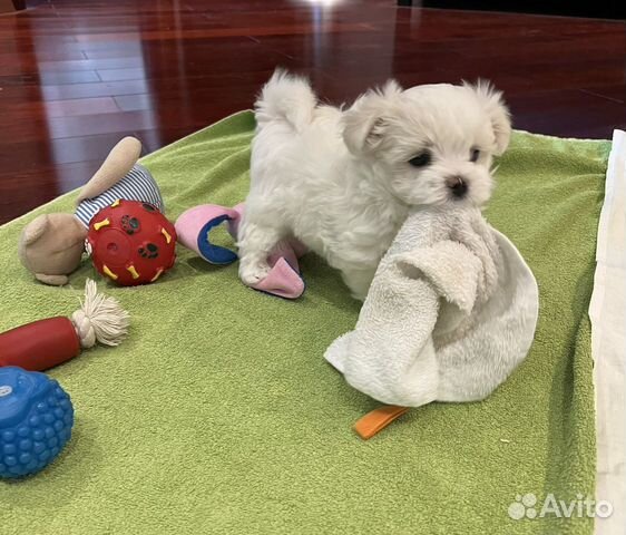 Щенок мальтийская болонка мальтезе стандарт