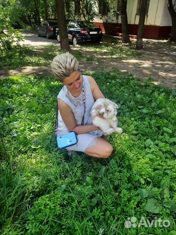 Декоративные кролики вислоухий баран