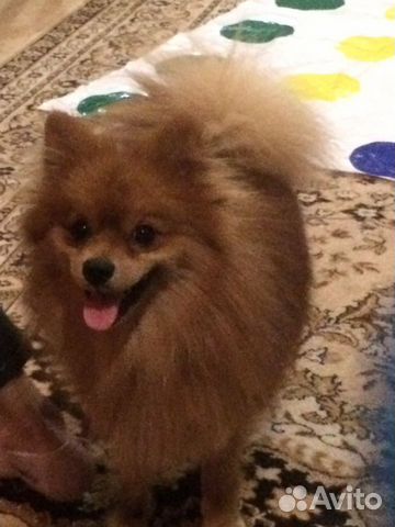 Немецкий шпиц продаю