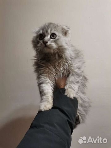 Шотландская вислоухая кошка бесплатно