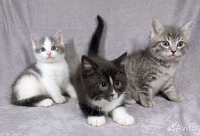 Малыши ищут дом