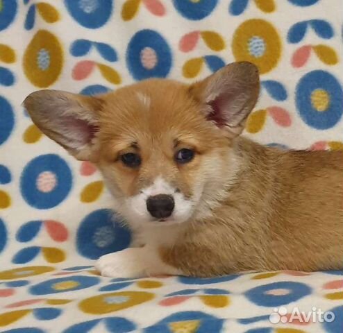 Вельш-корги пемброк