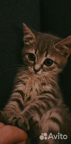 Котëнок