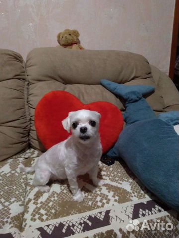 Вязка мини мальтеза девочка