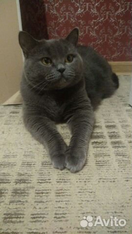 Британский кот