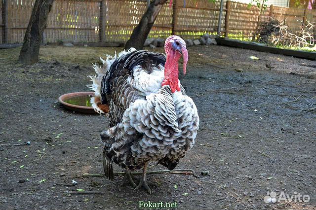 Индюки индюшки индейки