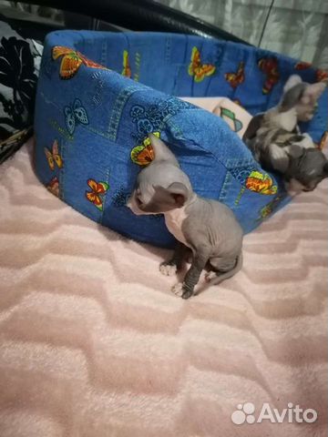 Донской сфинкс котята продам