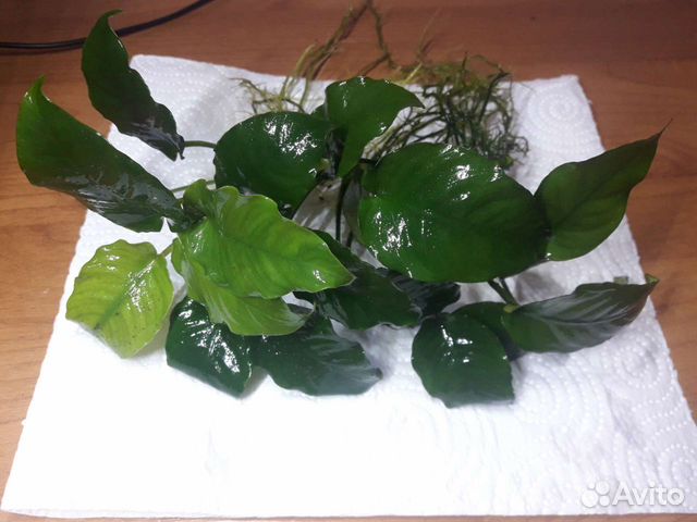 Аквариумные растения и грунт