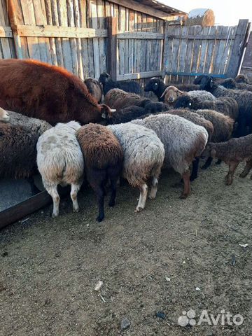 Овцы курдючные маточное поголовье