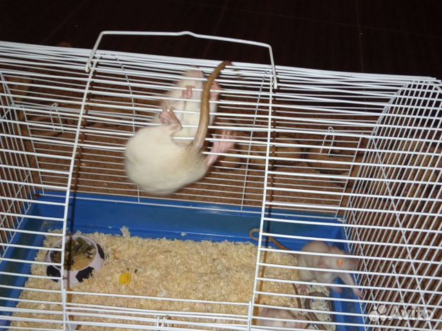 Краса дамбо