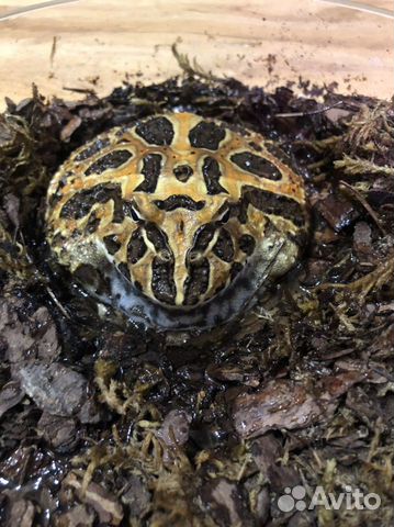 Украшенная рогатка