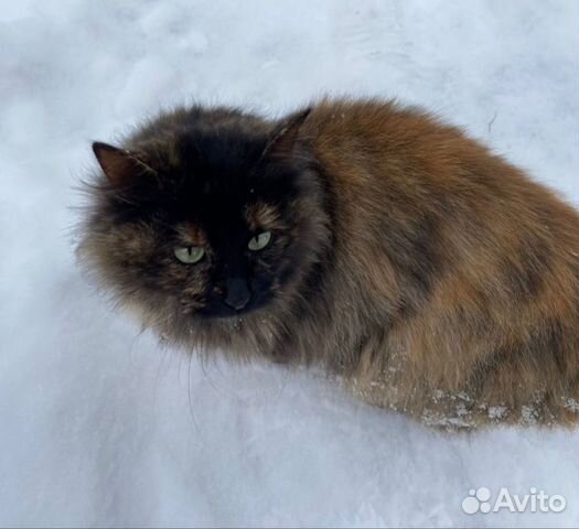 Бездомная Алиса замерзает на улице