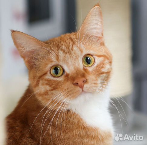 Кот Читос в добрые руки