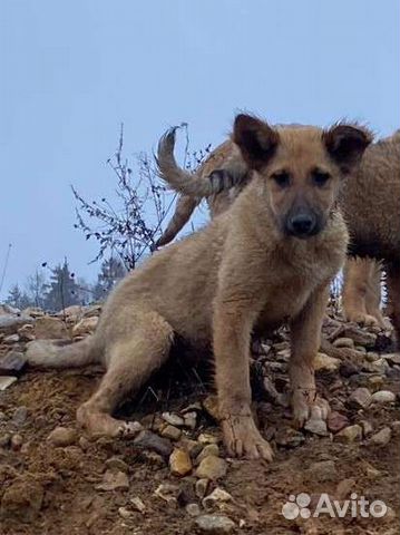 Щенки в дар