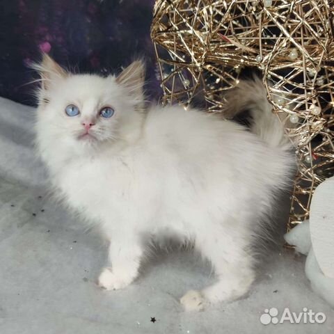 Wasabi, мальчик рэгдолл, шоколадный биколор