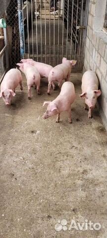 Поросята датский ландрас кабанчики