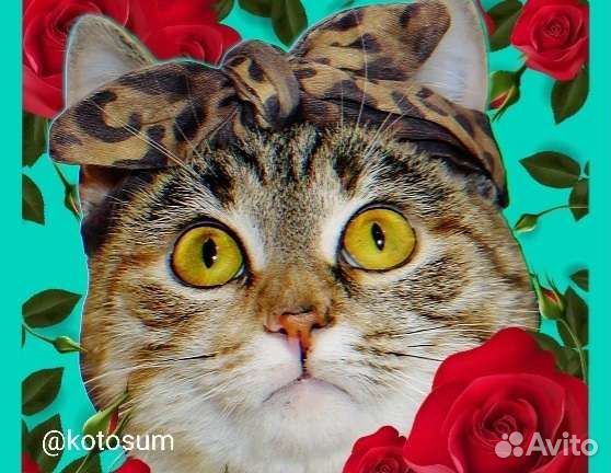 Кошечка юная котёнок