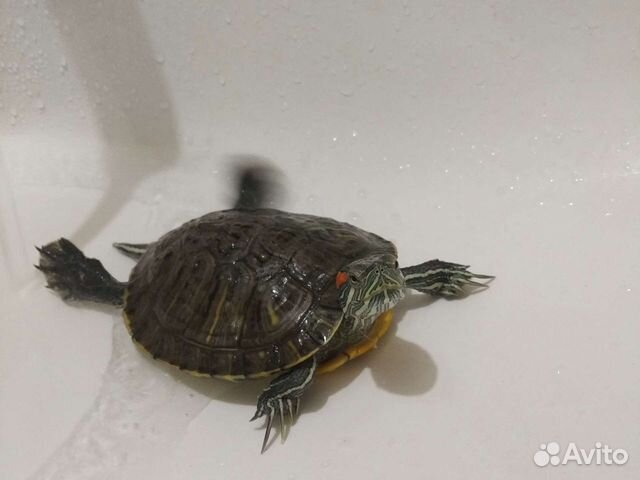 Красноухая черепаха с аквариумом