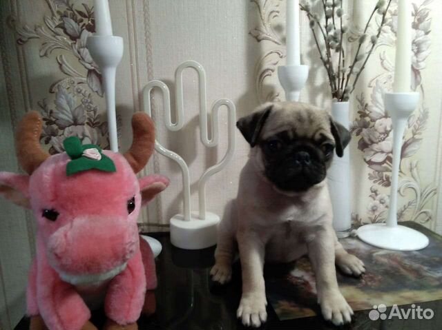 Мопсо-детка