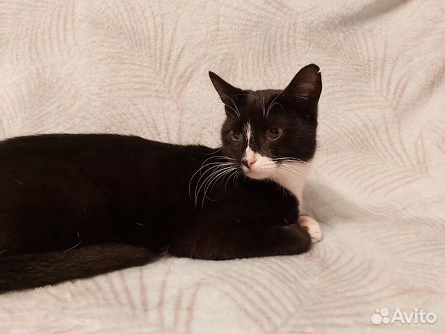 Кошка в дар