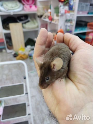 Декоративные мыши