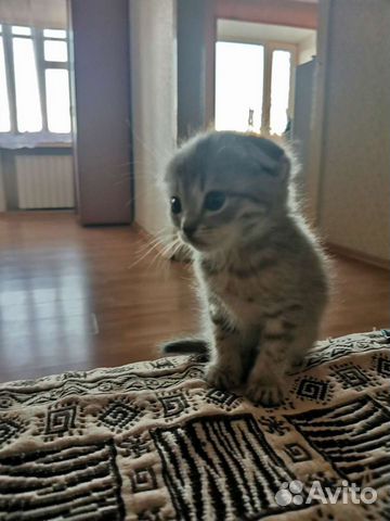 Шотландская вислоухая малютка