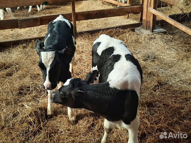 Телята Бычки телки