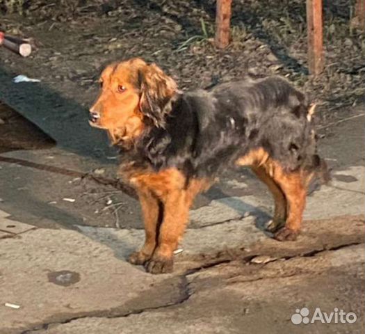 Помесь Спаниэля Мальчик