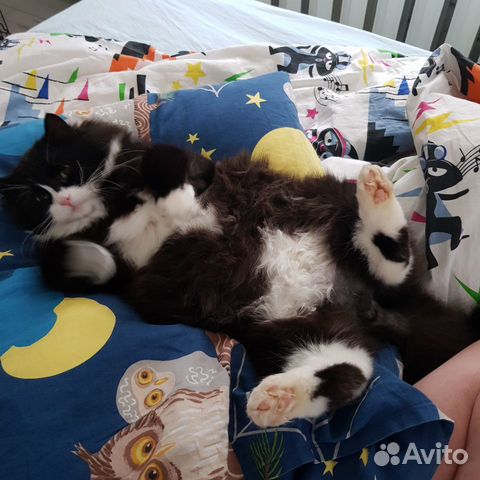Сладкий Миша