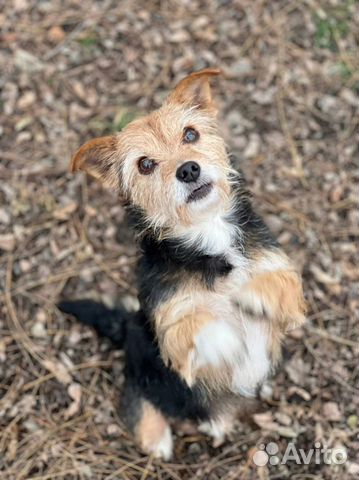 Очаровательный маленький песик в хорошие руки