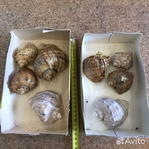 Ракушки раковины рапана для аквариума