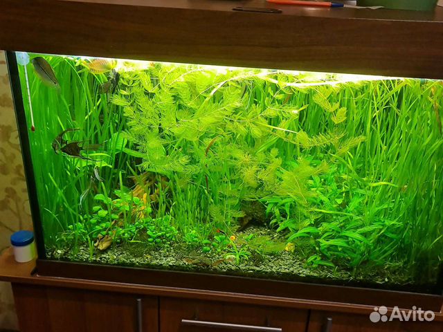 Растения для аквариума