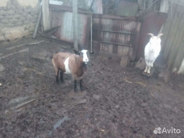 Продаю коз
