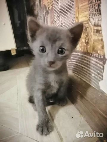 Котята