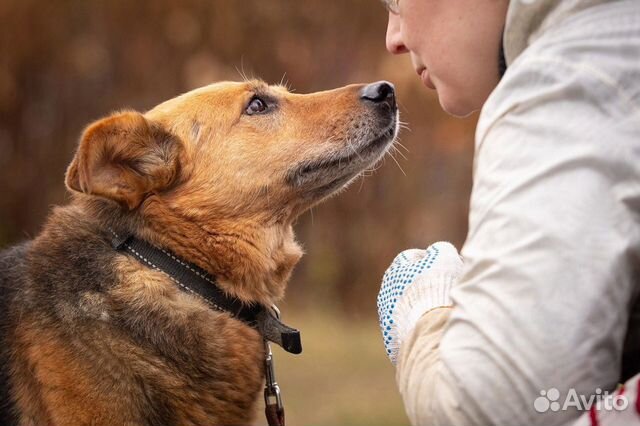 Линда трехлапка