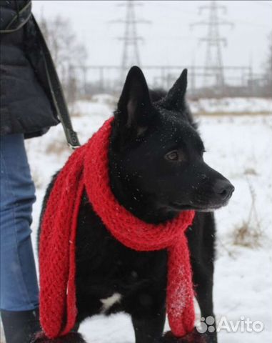 Собака Ночка в добрые руки