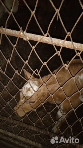 Продам теленка