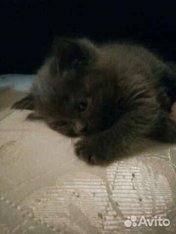 Котенок девочка