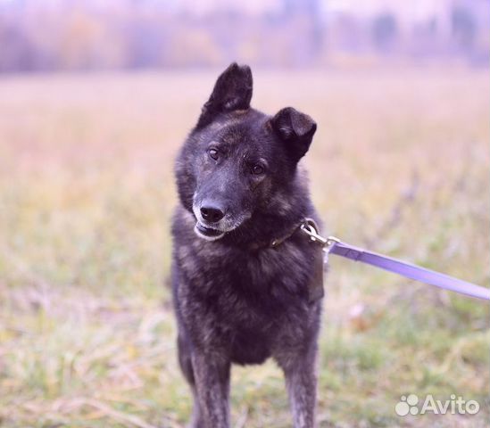 Тигровый Дружок ищет своего хозяина