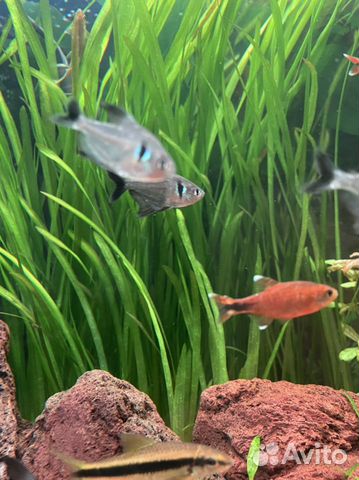 Рыбки Минор и Скалярия