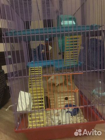 Декоративная крыса