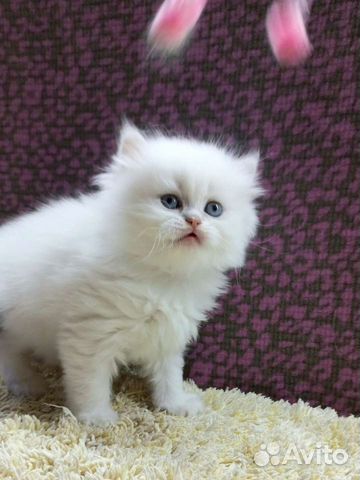 Котик VIP
